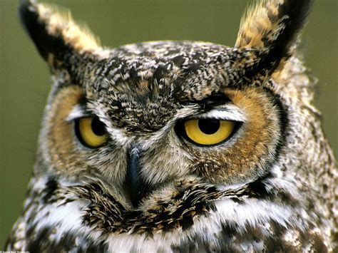 80 Сова обои на рабочий стол Hd Скачать Бесплатно картинки