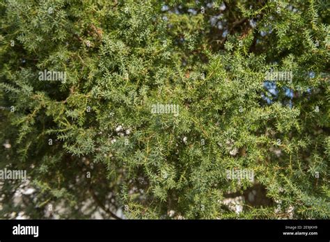 Winter Foliage Of An Evergreen Syrian Juniper Tree Juniperus Drupacea Growing In A Garden In