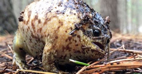 Meet The Tiny Weird Frog With A Very Loud Scream Which Sounds Like A