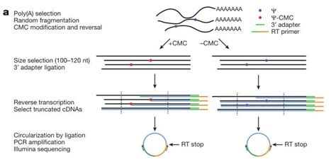 Pseudouridine Application And Pharmacology Synthesis Toxicity And Safetychemicalbook