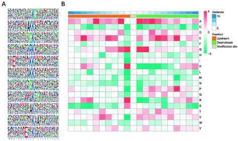 Sequence Analysis Of The Ubiquitinated Proteins A Enriched Download Scientific Diagram