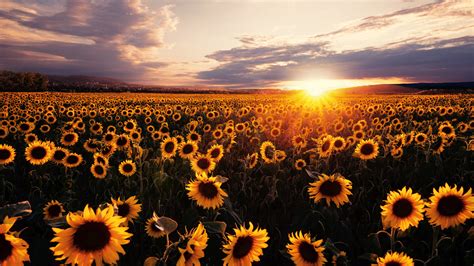 2048x1152 Sunflowers Field Sunrise 5k Wallpaper2048x1152 Resolution Hd