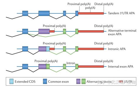 全网最详细 一文读懂apa及其研究利器pas Seq 知乎