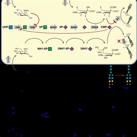 Overview Of Sialic Acid Biosynthesis And Inhibitors Targeting The