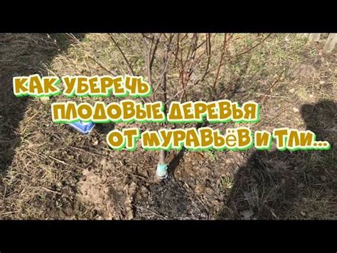 Как сохранить плодовые деревья от муравьёв и тли - YouTube