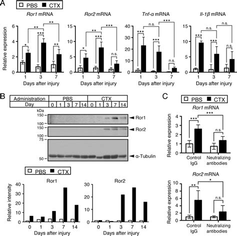 The Ror1 Receptor Tyrosine Kinase Plays A Critical Role In Regulating Satellite Cell