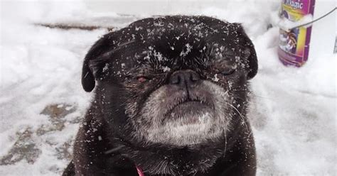 Grumpy Pug Imgur