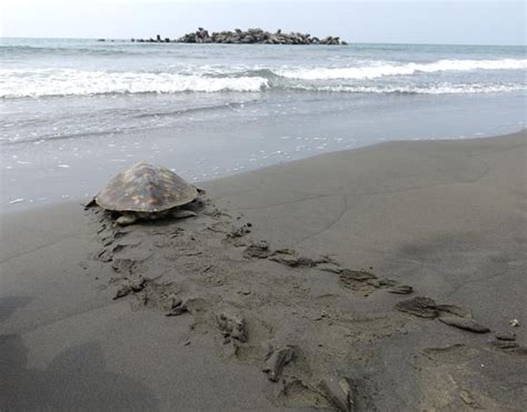 海龜受困漁網獲救 意外發現飼養過痕跡 社團法人中華民國保護動物協會