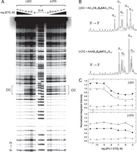 Figure 4 From Sequence Discrimination By Dna Binding Domain Of Ets