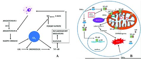 A B A Shows Role Of Macrophages And Various Process In Turns Release Download Scientific