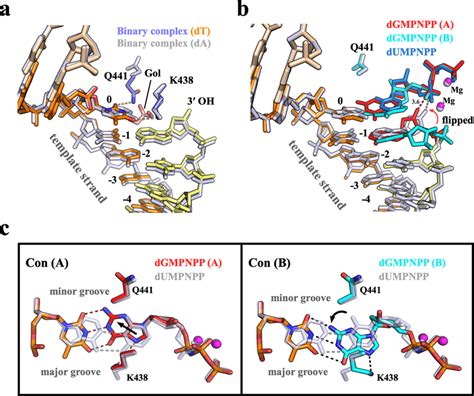 Structure Of Dgtp Misincorporation On A 1 Nt Gapped Dna Substrate A Download Scientific