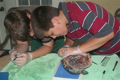 The Well Rounded Mind Turtle Dissection