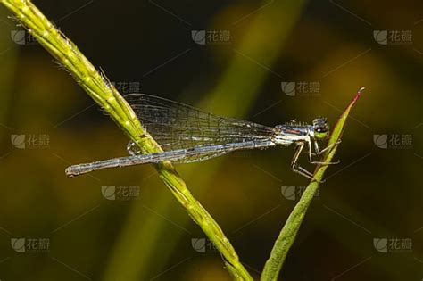 这是一只易碎的叉尾豆娘的独立微距影像，大约有25毫米长素材 花瓣网