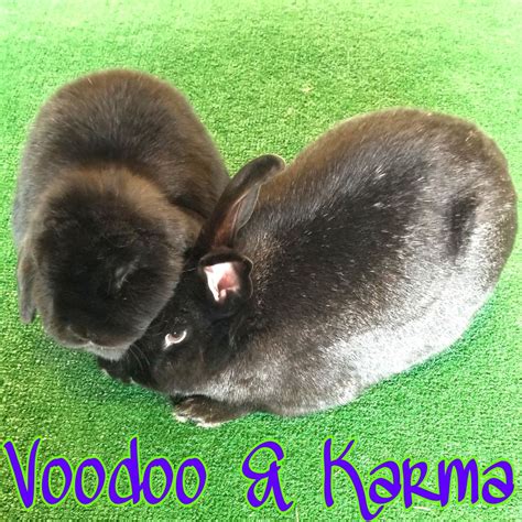 Meet Devyn Pelter Bunny Basement Owner Shoutout Colorado