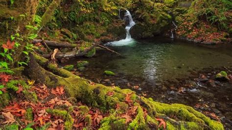 Small Waterfall Hoh Rainforest Olympic National Stock Footage Video 100 Royalty Free 15207961