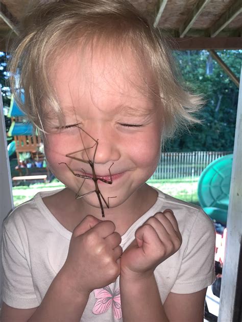 Phasmid Facial Probe R Awwnverts