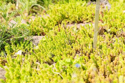 Tasteless Stonecrop Or Sedum Sexangulare Plant In Zurich In Switzerland