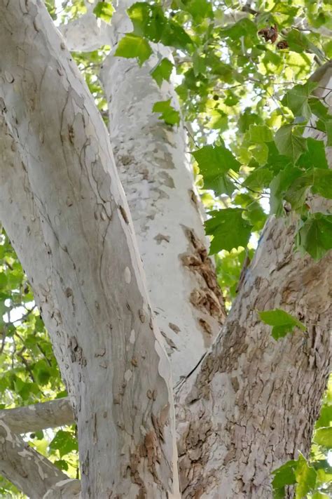 Stunning White Bark Trees You Will Find In Texas