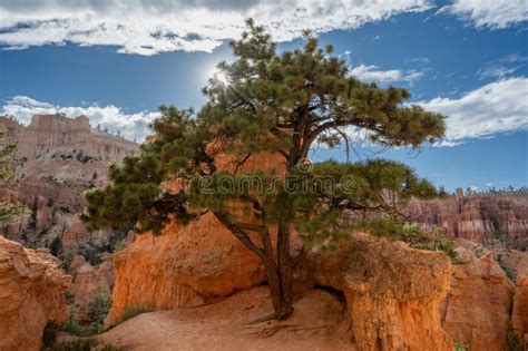 Small Pine Tree Standing At The Top Of Hoodoo Stock Photo Image Of Sunburst Nature