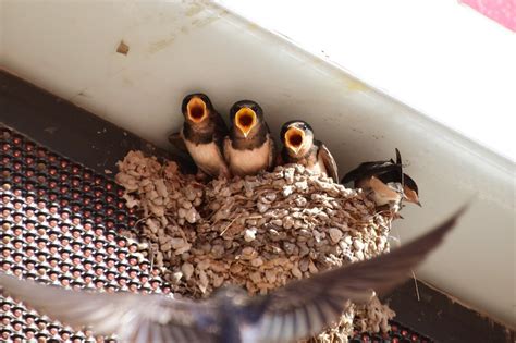 燕子 鸟 Pixabay上的免费照片 Pixabay