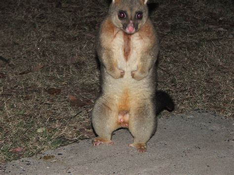 COMMON BRUSHTAIL POSSUM Wildlife Mountain Australia