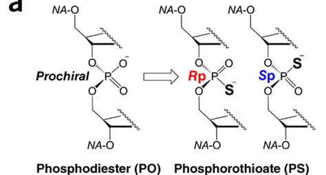 Phosphorothioate