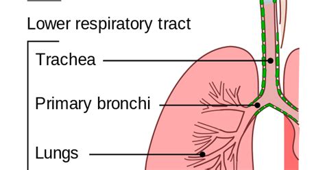 Human Anatomy Physiology And Diseases Upper Respiratory Tract Infections URTI Or URI