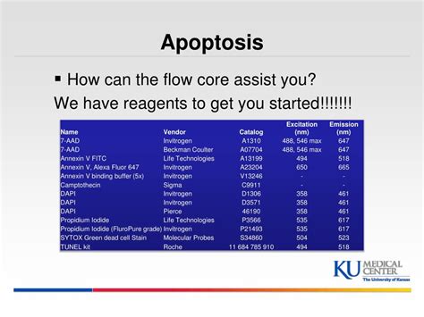 Ppt Measuring Apoptosis Using Flow Cytometry Powerpoint Presentation