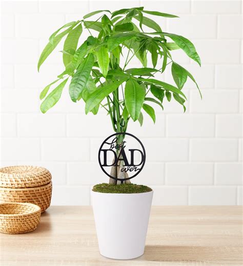 Best Dad Ever Money Tree