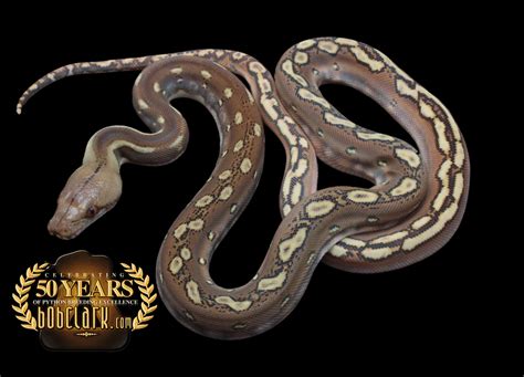 Reticulated Pythons