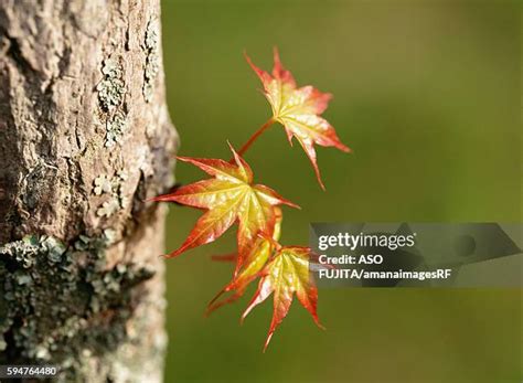 Maple Sprout Photos And Premium High Res Pictures Getty Images