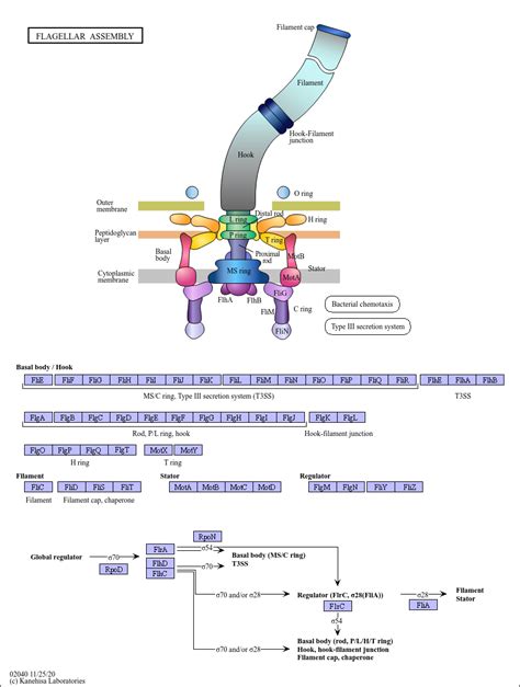 Kegg Pathway Flagellar Assembly