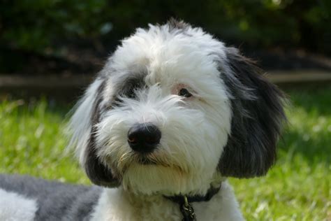 Sheepadoodle Puppies Mini Sheepadoodle Puppy For Sale The Perfect