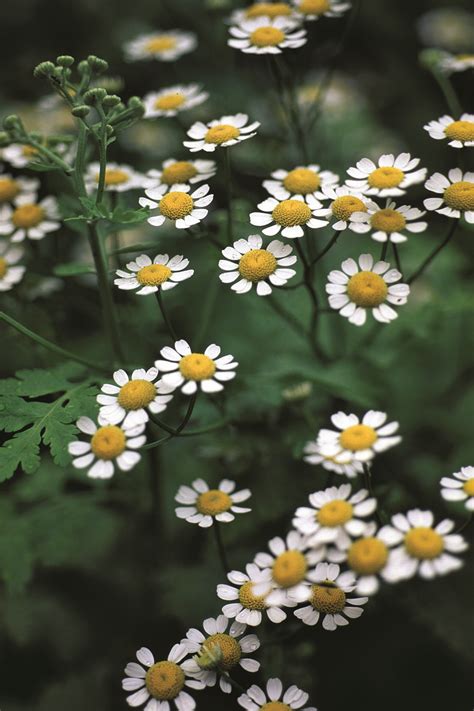 Feverfew | NCCIH