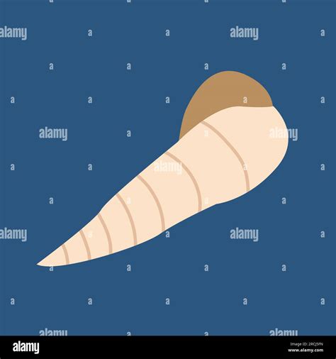 Sea Shell Vector Stock Vector Image And Art Alamy