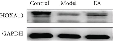 The Pinopode And The Expression Of Its Related Molecules In The Download Scientific Diagram