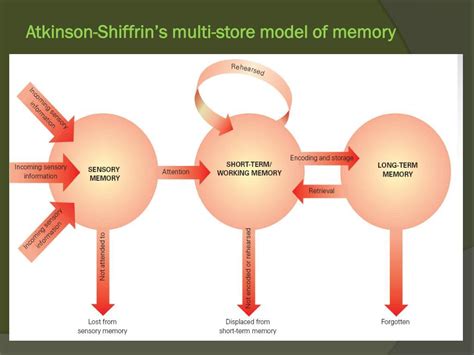 Ppt Models Of Memory Powerpoint Presentation Free Download Id 2064233