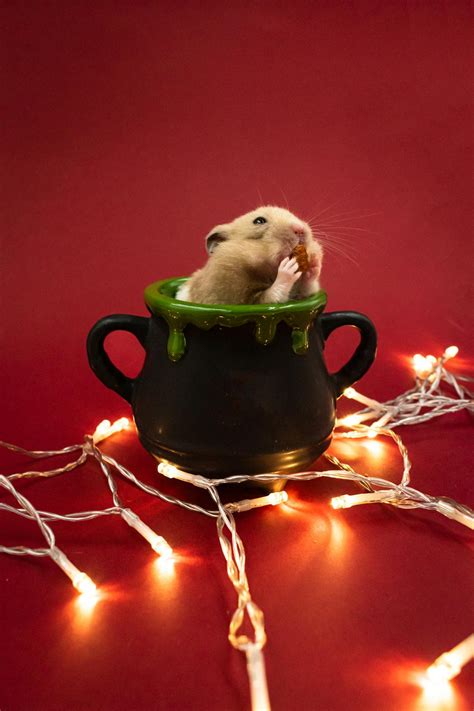 Hamster Background Photos Download The Best Free Hamster Background