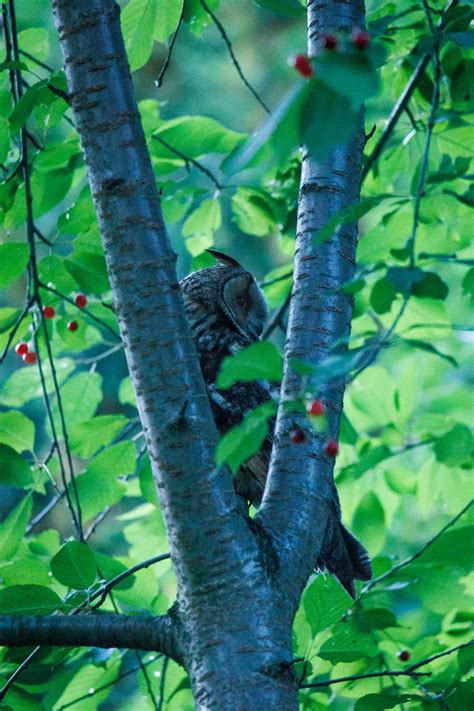 Nature Moment A Day 196 Gone Owling Album On Imgur