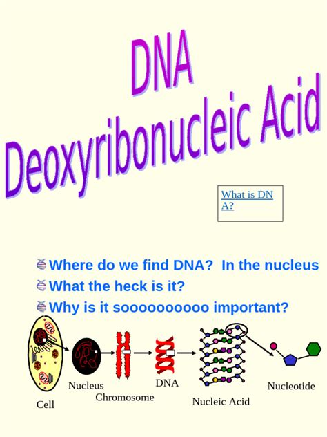 Dna Notes 2015 Pdf