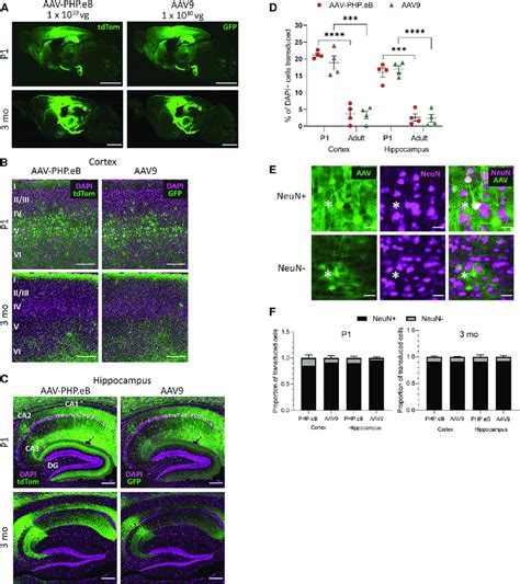 Aav Php Eb And Aav9 Give Similar Cell Transduction When Administered Download Scientific