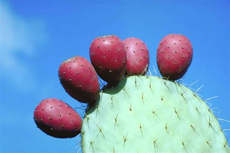 What Plants Have Thorns And Fruit