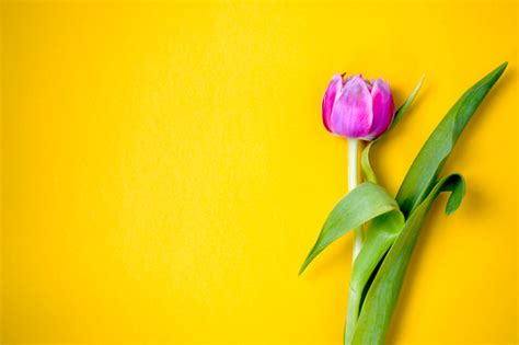 노란색 배경에 고립 된 녹색 잎핑크 튤립 꽃 공간을 복사합니다 봄 방학 컨셉 꽃 나무에 대한 스톡 사진 및 기타 이미지 꽃 나무 꽃 식물 꽃잎 Istock