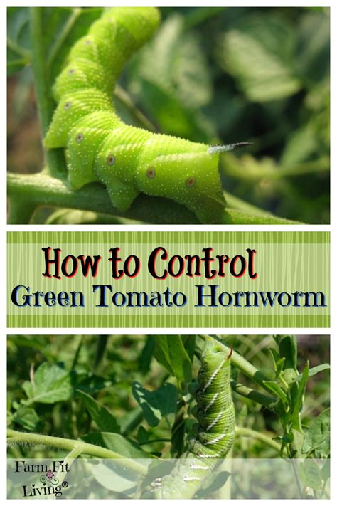 Best Plants For Tomato Hornworm At Alex Cruz Blog