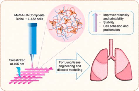 3d Bioprinting With Visible Light Cross Linkable Mucin Hyaluronic Acid