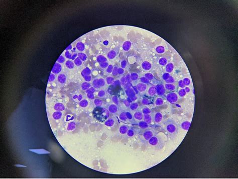 Melanoma In Dogs Faq Understanding Oral And Skin Melanomas Aura