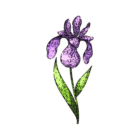 Spring Iris Sketch Hand Drawn 43256433 Vector Art At Vecteezy
