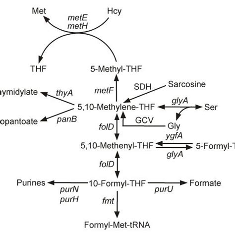 Folate Synthesis And Salvage Pathways Gene Names Are White On Gray Download Scientific