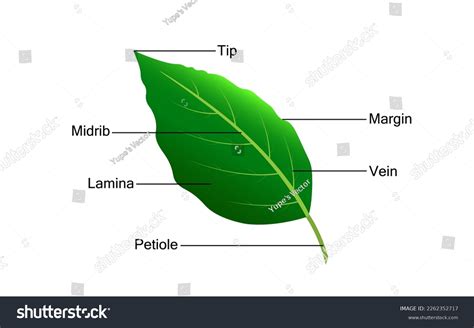 Parts Of Leaf Structure Types How Leaves Work Function And 55 Off