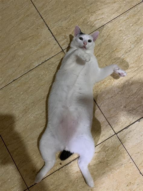 Taba Na Tinubuan Ng Pusa 🐷 Rcatsofrph